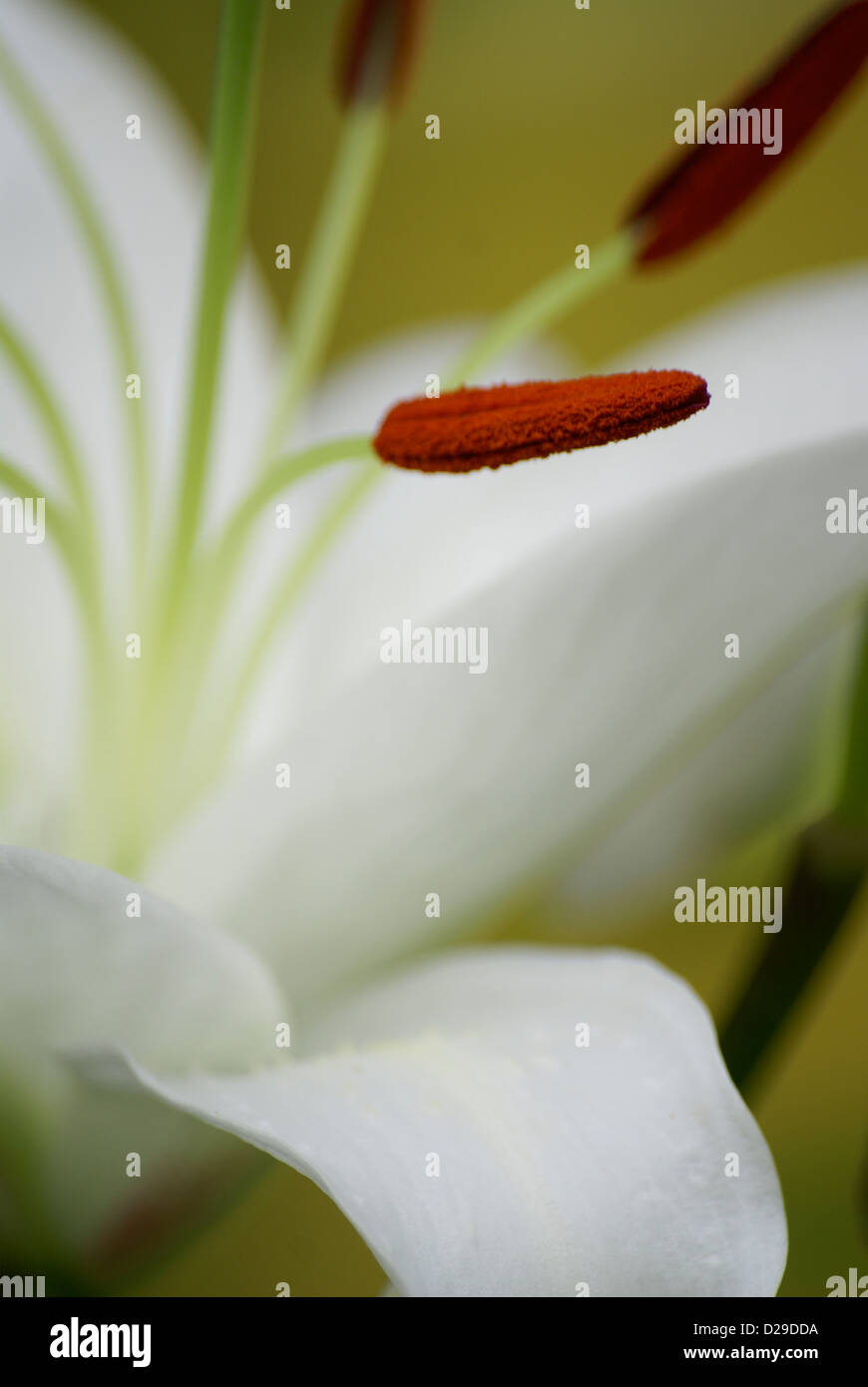 Still life vertical hi-res stock photography and images - Alamy