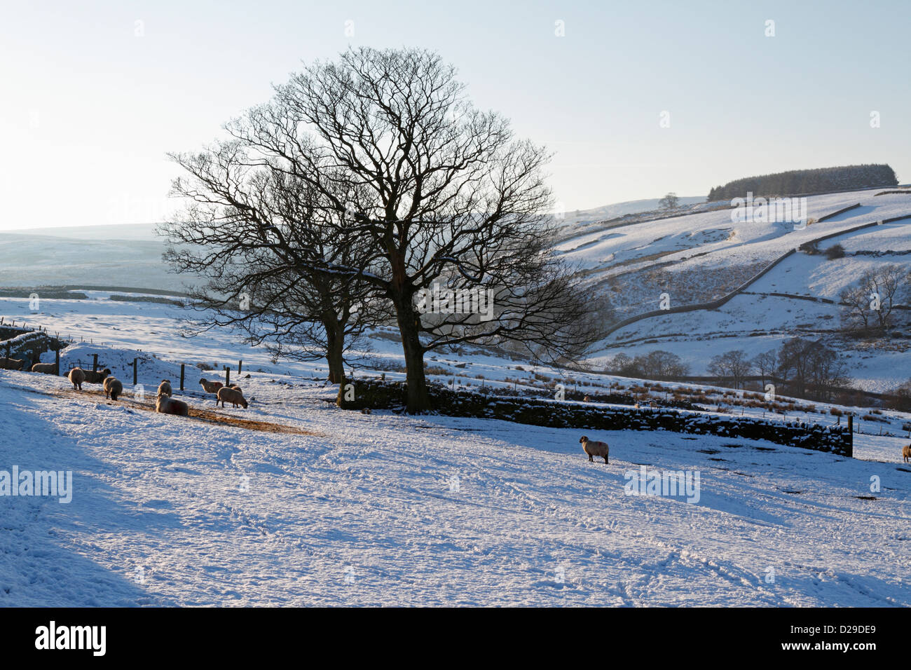 Winter sun on the Bronte Way in snow, Haworth, West Yorkshire, England ...