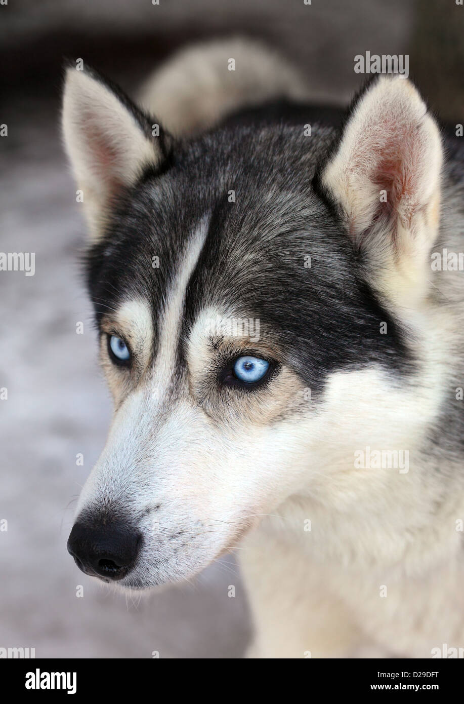 Dog rear end hi-res stock photography and images - Alamy