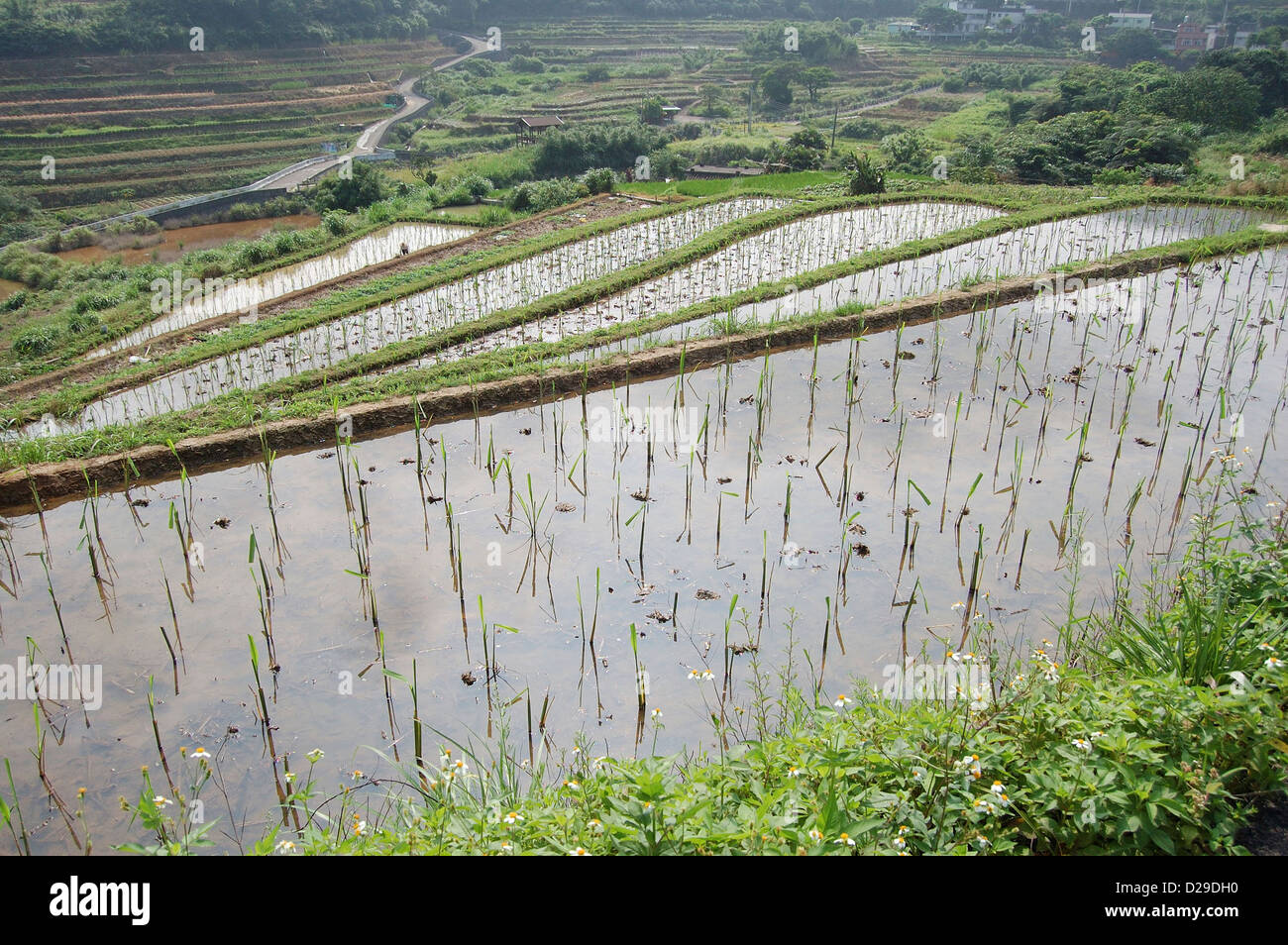 Taiwan, Rice Paddies Stock Photo - Alamy