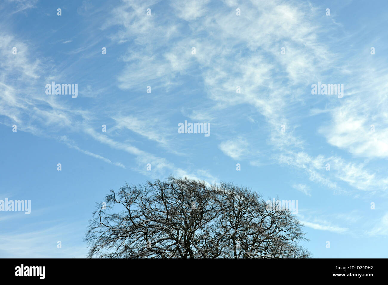 Bare branches of Tree Against blue Sky Stock Photo - Alamy