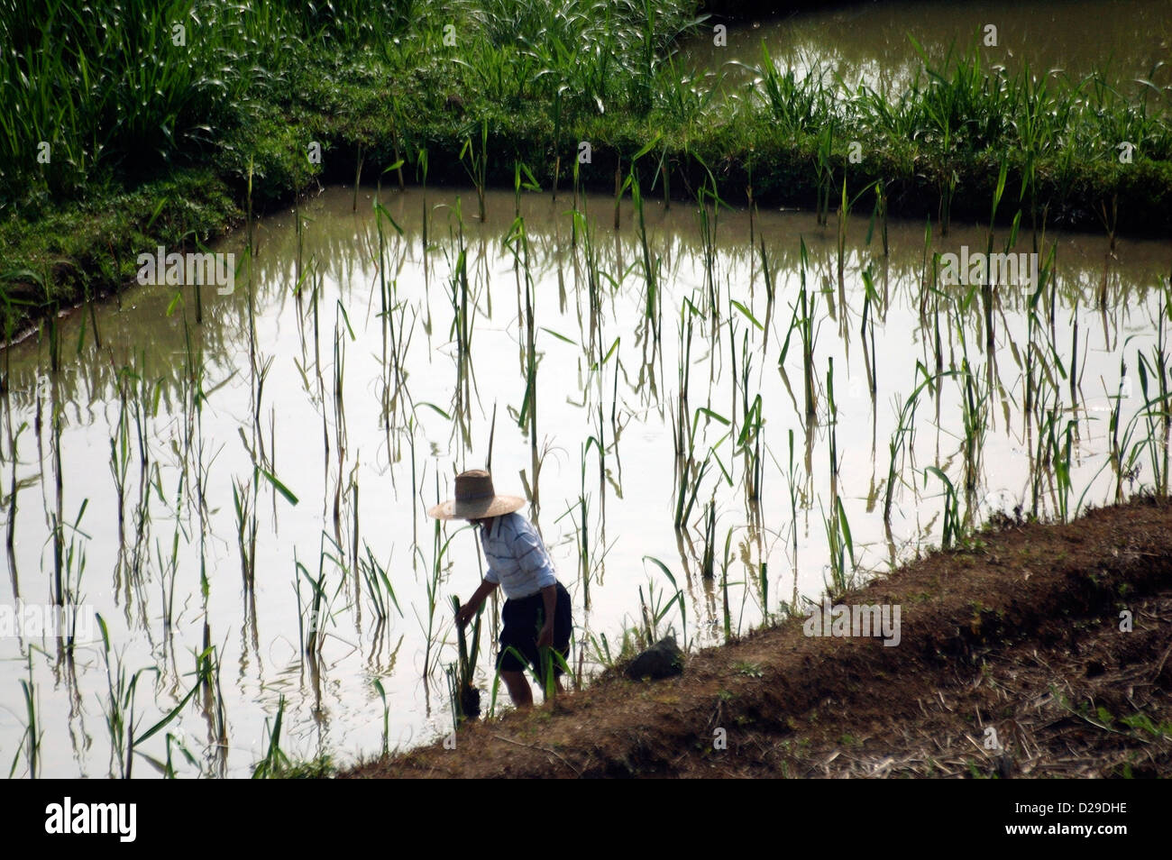 Taiwan, Rice Paddy. Worker Stock Photo - Alamy