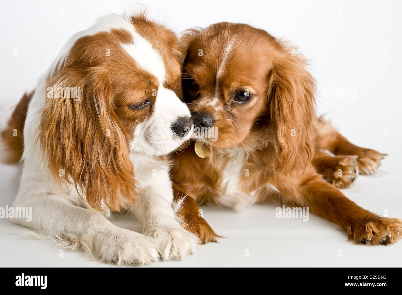Ruby cavalier king charles spaniel hi-res stock photography and images ...