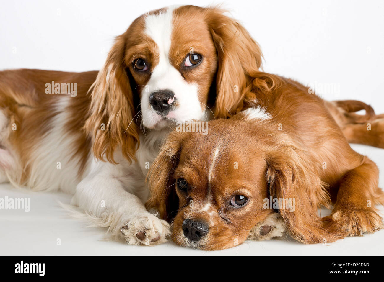 King Charles Spaniel Ruby And White