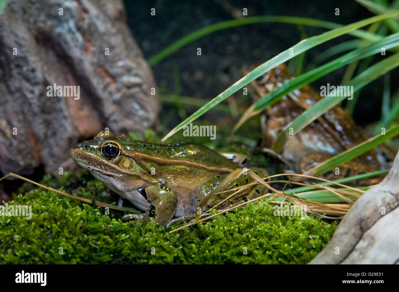 Northern Leopard frog Stock Photo - Alamy