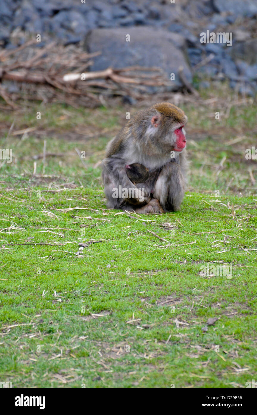 Animal baby mother hi-res stock photography and images - Alamy