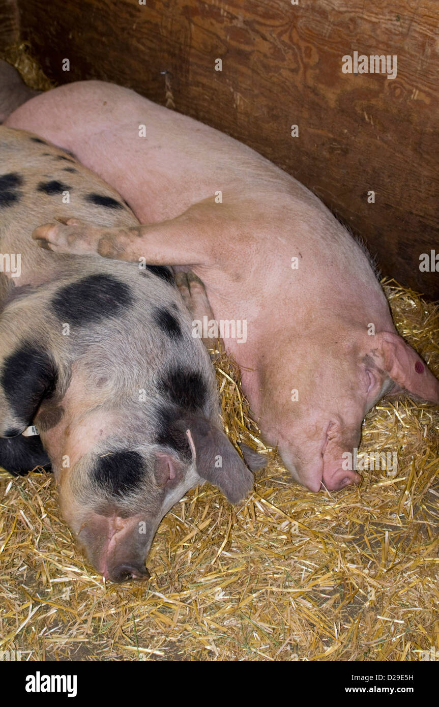 Animal pig hog swine farm animal agriculture pen zoo sleeping hi-res ...