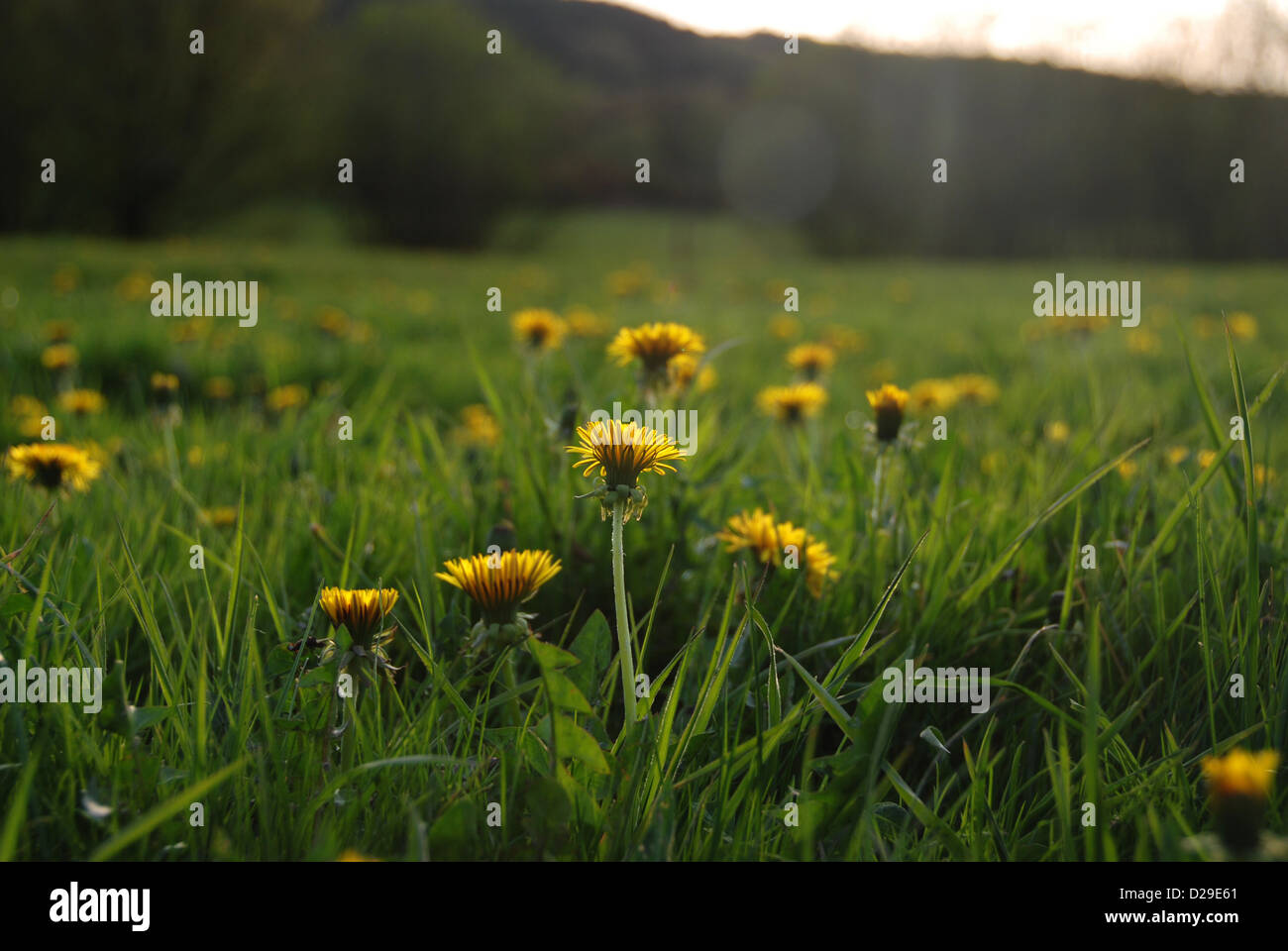 Full of dandelions hi-res stock photography and images - Alamy
