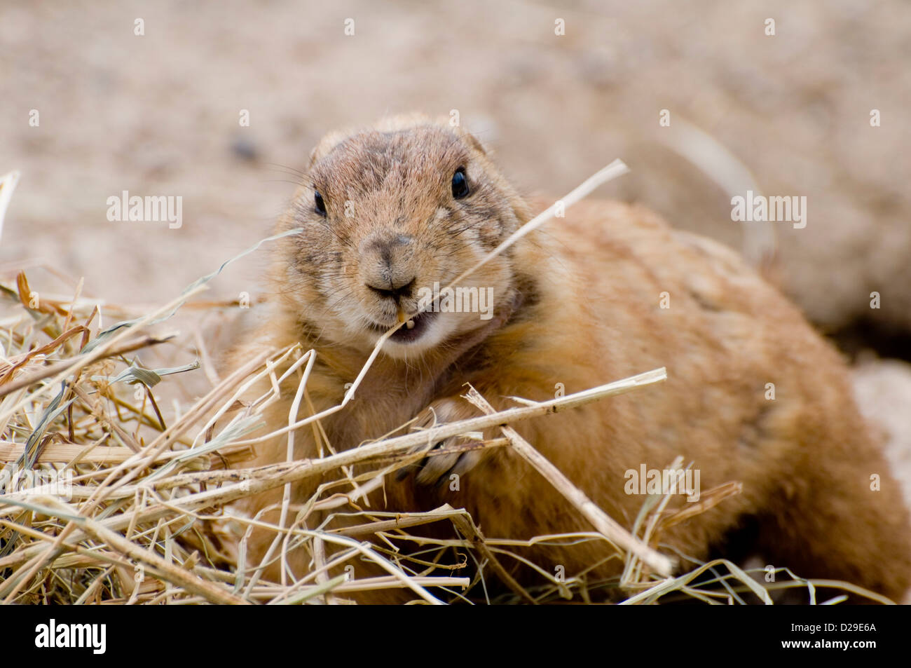 Black-tailed Prairie Dog Stock Photo - Alamy