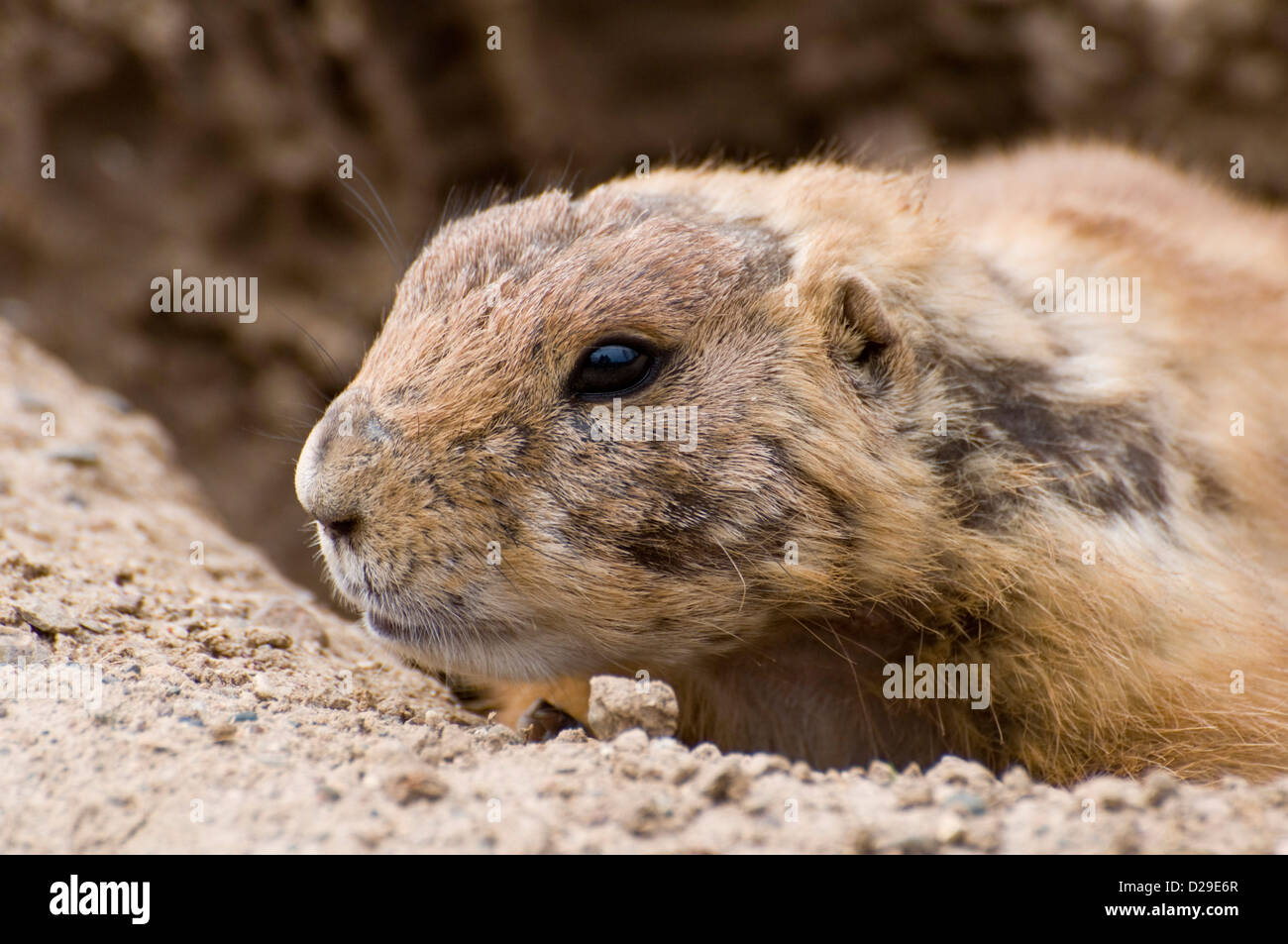Prairie dog closeup hi-res stock photography and images - Alamy