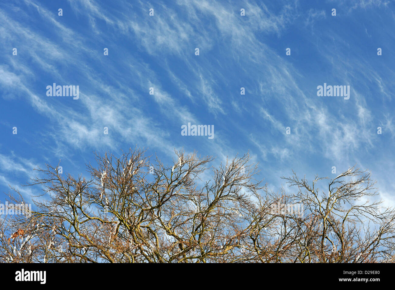 Close-up Of A Bare Tree In Winter Stock Photo - Alamy