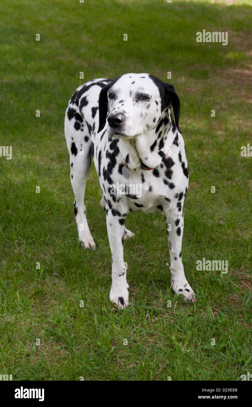 Female dalmatian hi-res stock photography and images - Alamy