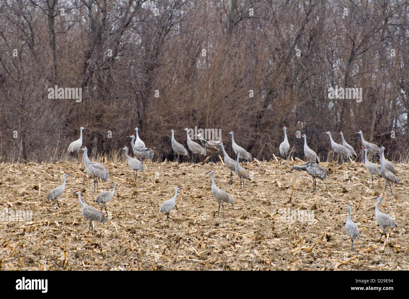 Sandhill Crane spring migration Stock Photo - Alamy