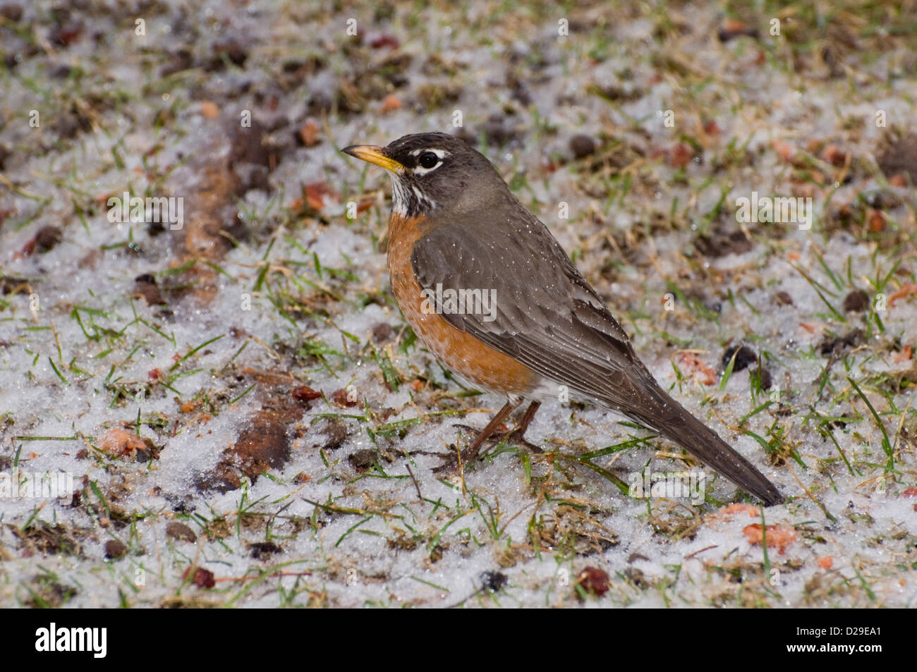 Red Robin Snow Stock Photos & Red Robin Snow Stock Images - Alamy