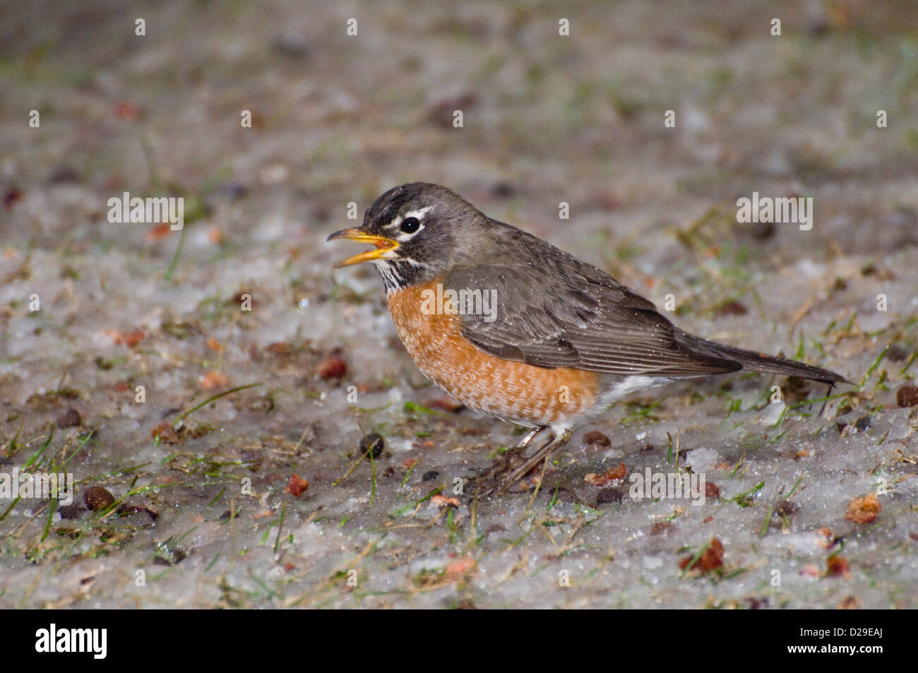 Red robin snow hi-res stock photography and images - Alamy