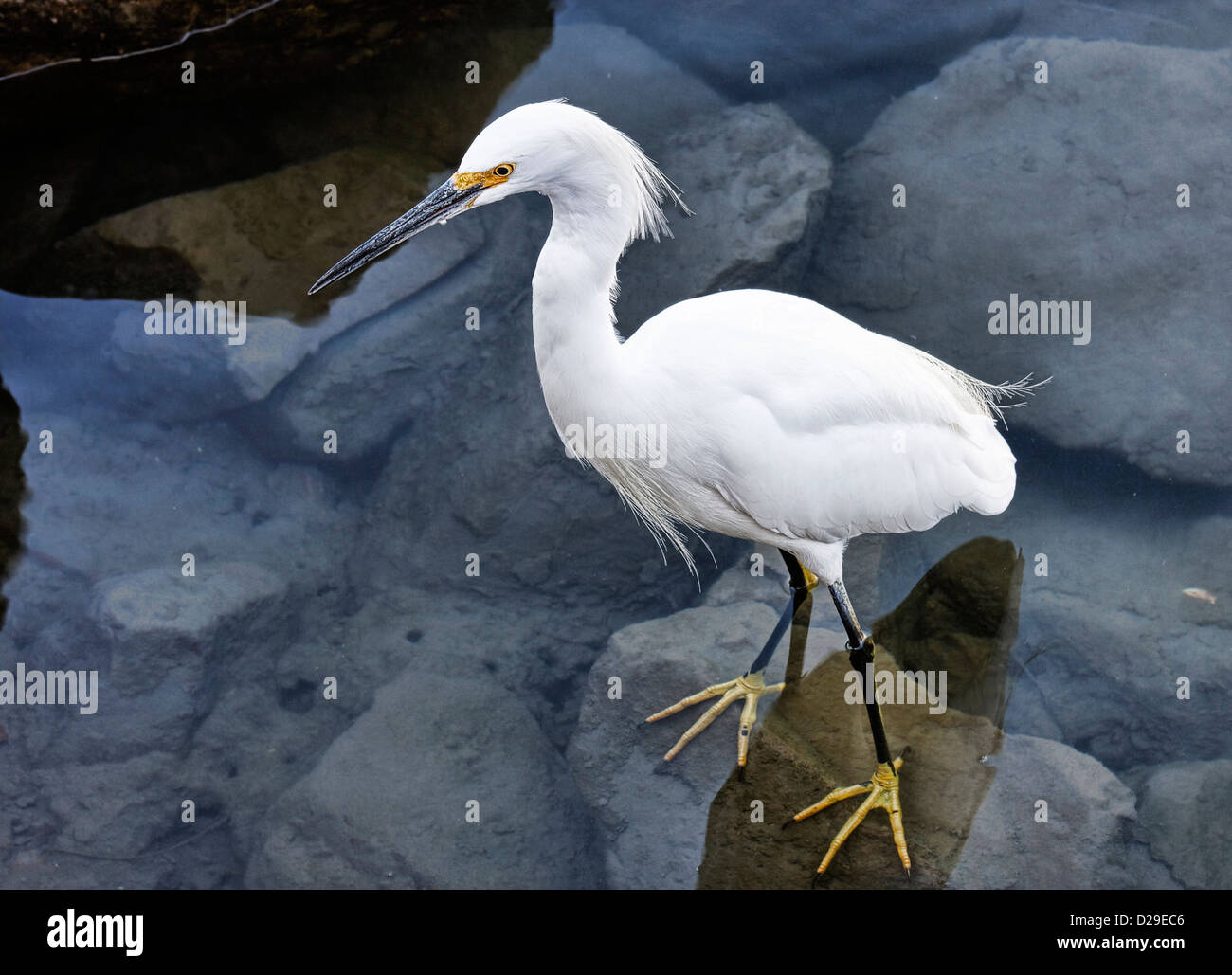 Snowy Egret Wading (Egretta thula Stock Photo - Alamy