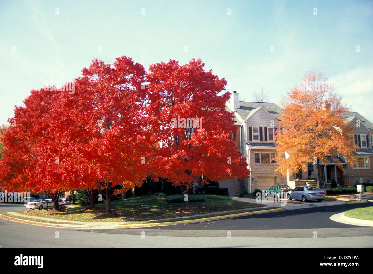Viriginia. Fairfax. Red Maple Tree. Fall Colors Stock Photo - Alamy