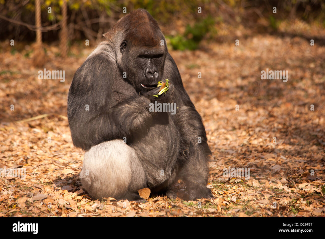 Silverback Gorilla Stock Photos & Silverback Gorilla Stock Images - Alamy
