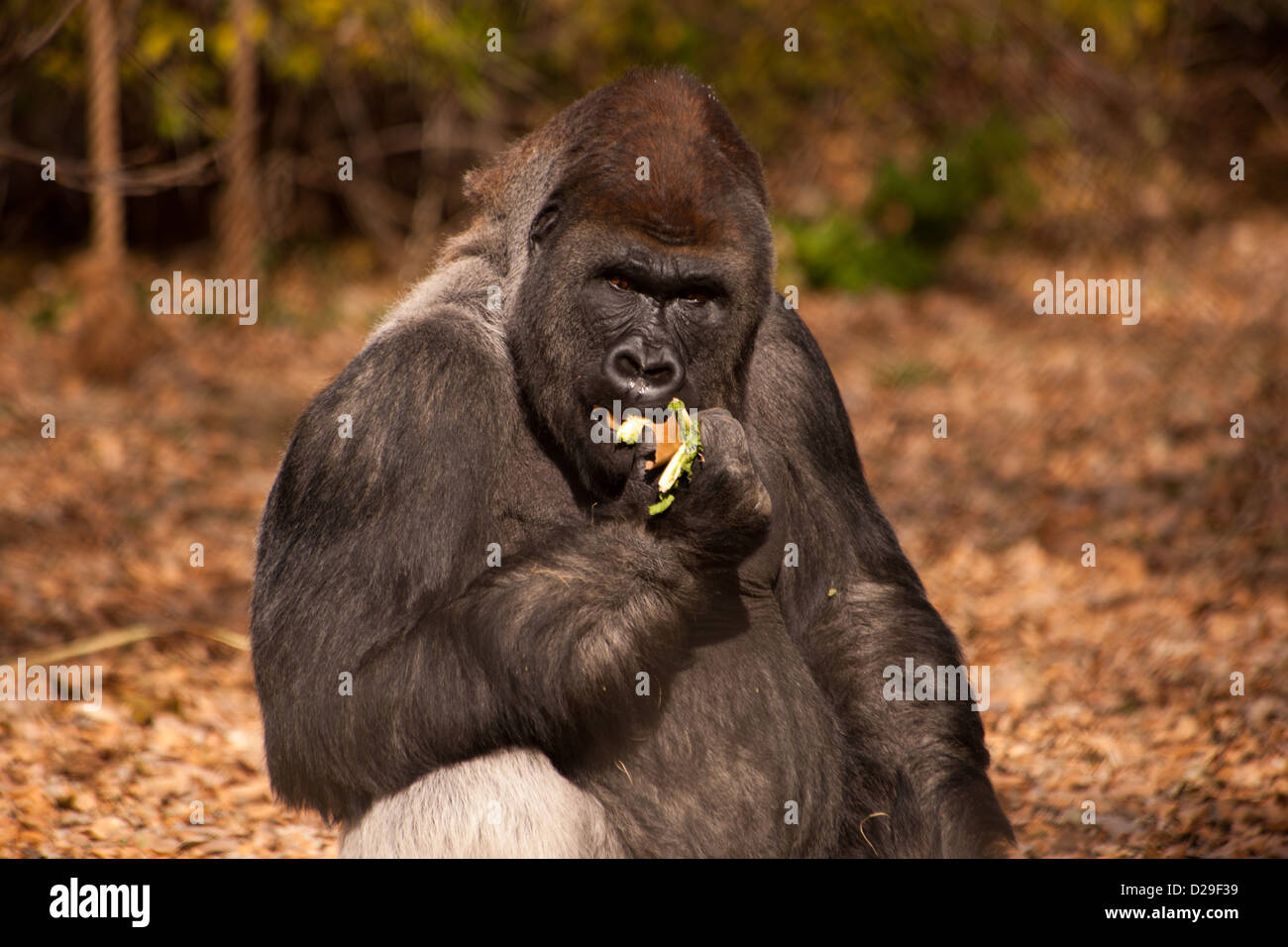 Silverback gorilla hi-res stock photography and images - Alamy