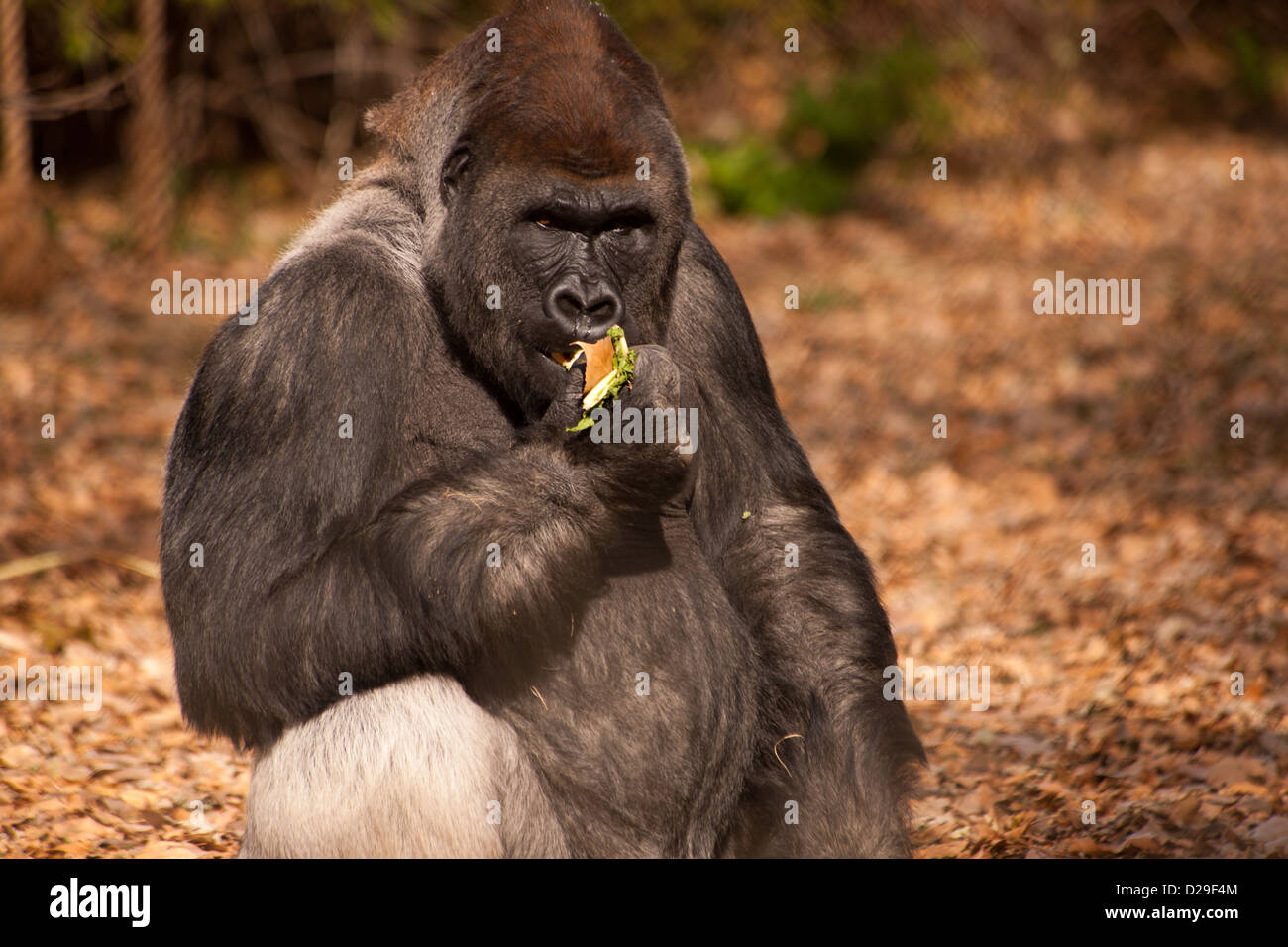 Silverback gorilla hi-res stock photography and images - Alamy