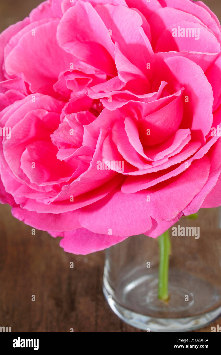 Pink roses in glass Stock Photo - Alamy