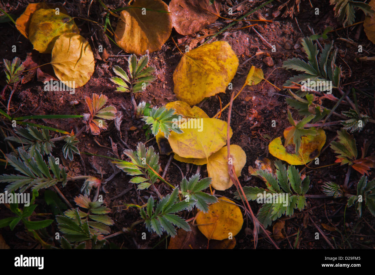Fallen gold Aspen leaves litter the ground as the seasons start to ...