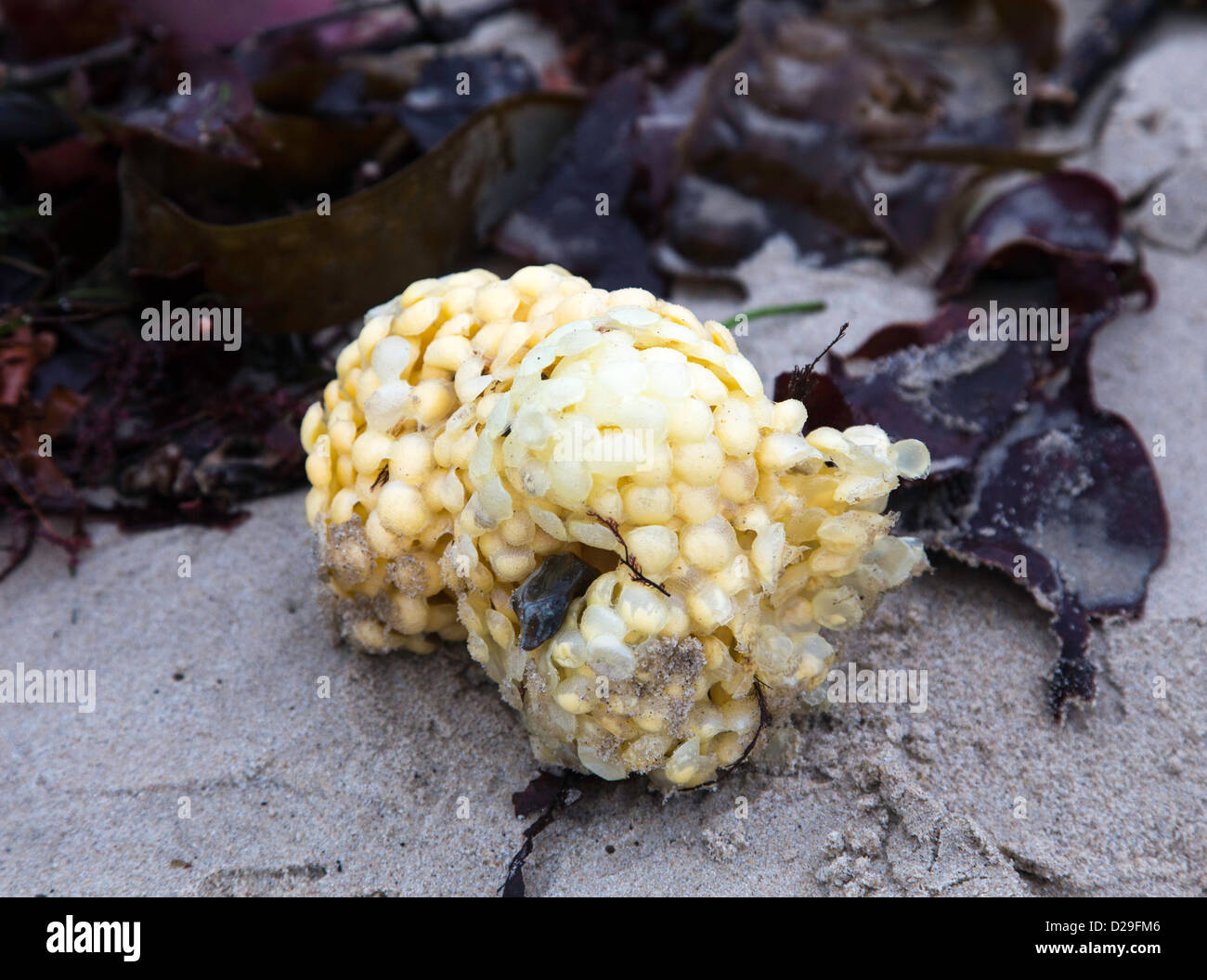 Whelk egg case hi-res stock photography and images - Alamy