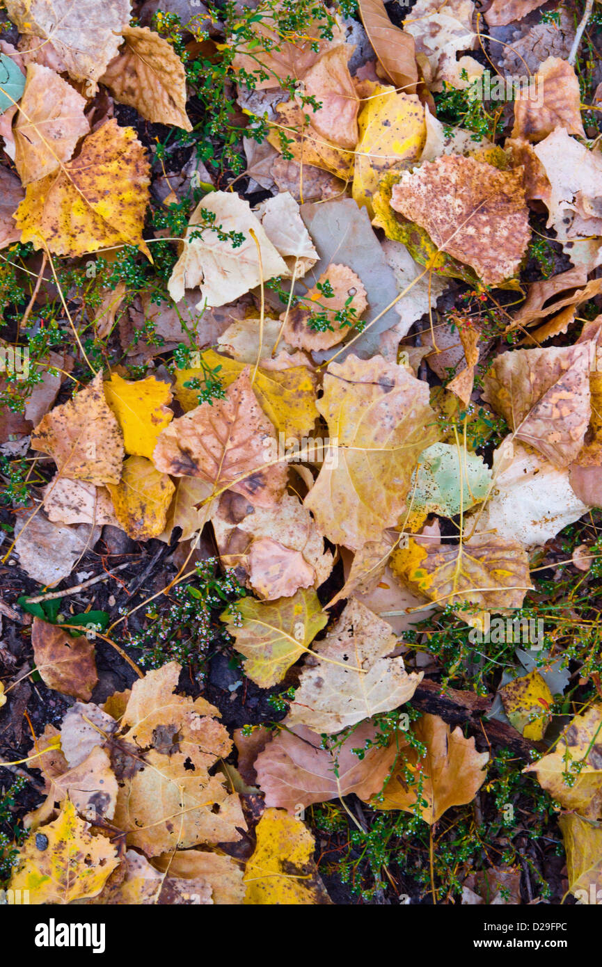 Fall Autumn leaves clutter the ground at Chatfield State Park, Colorado ...