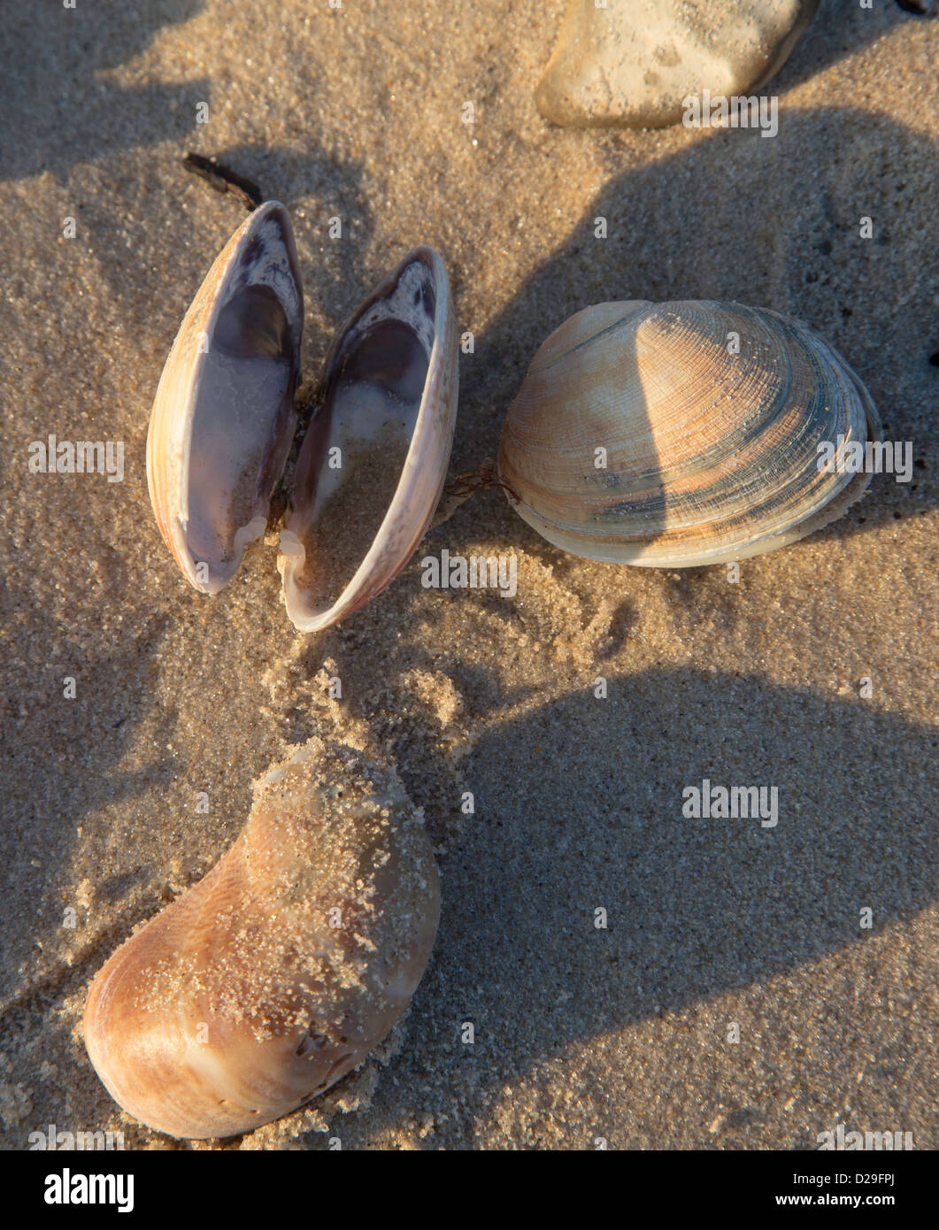 Slipper shell hi-res stock photography and images - Alamy