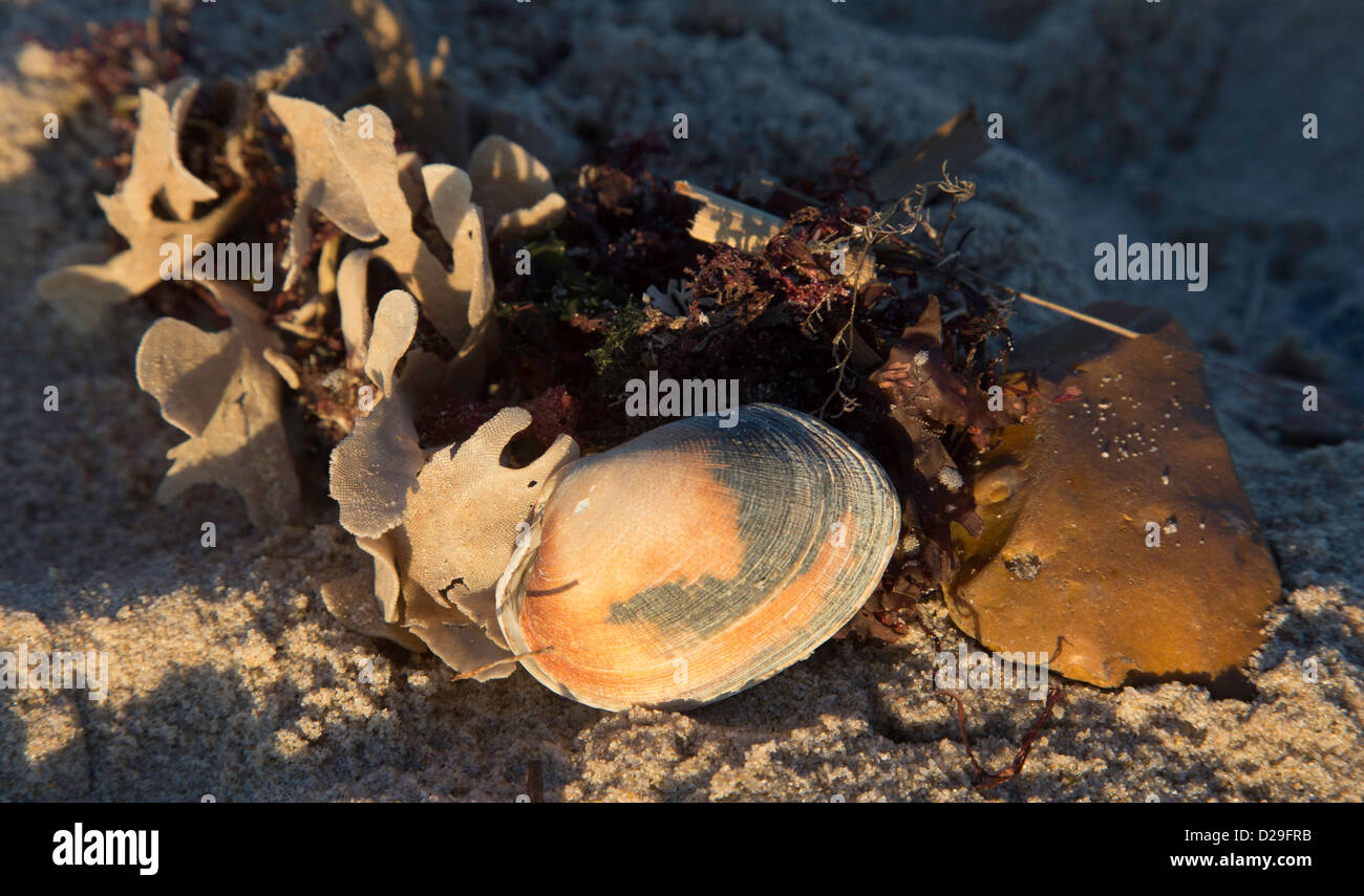 Slipper shell hi-res stock photography and images - Alamy