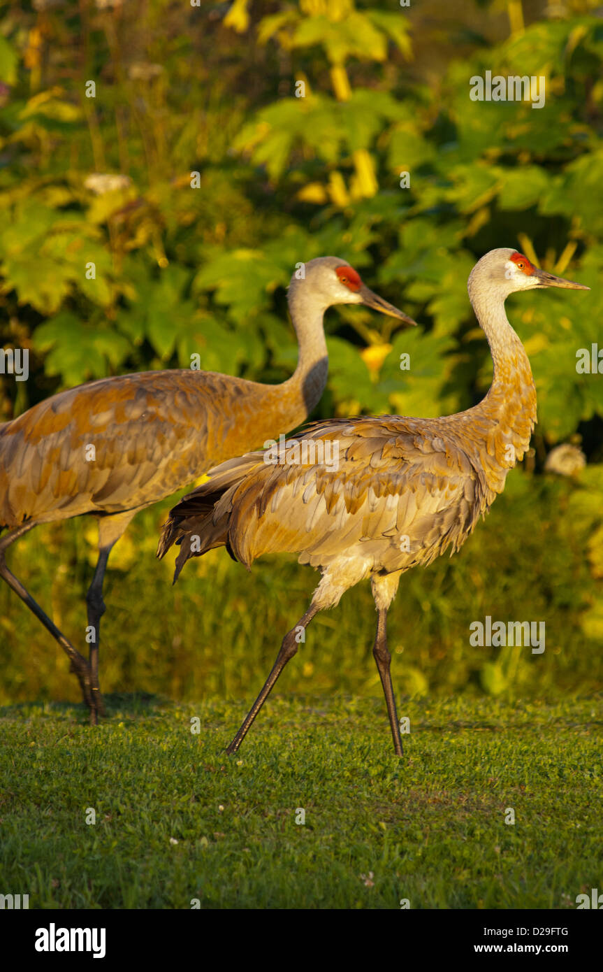 Sand Hill Crane Stock Photo - Alamy
