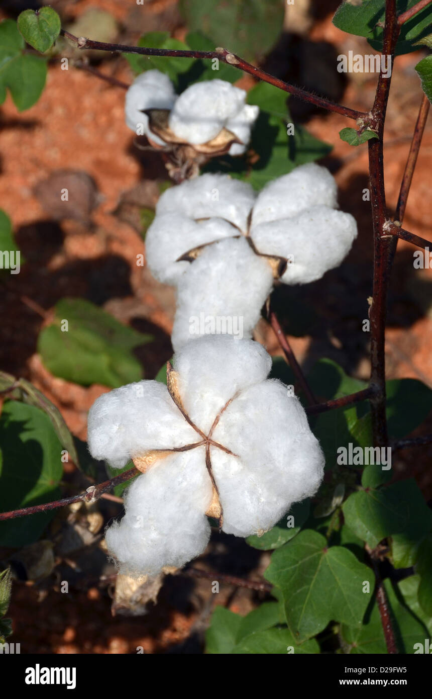 State flower for andhra pradesh hi-res stock photography and images - Alamy