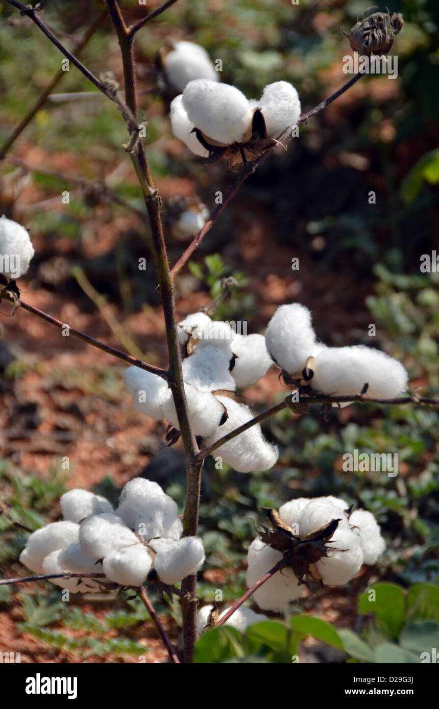 Cotton crops hi-res stock photography and images - Alamy