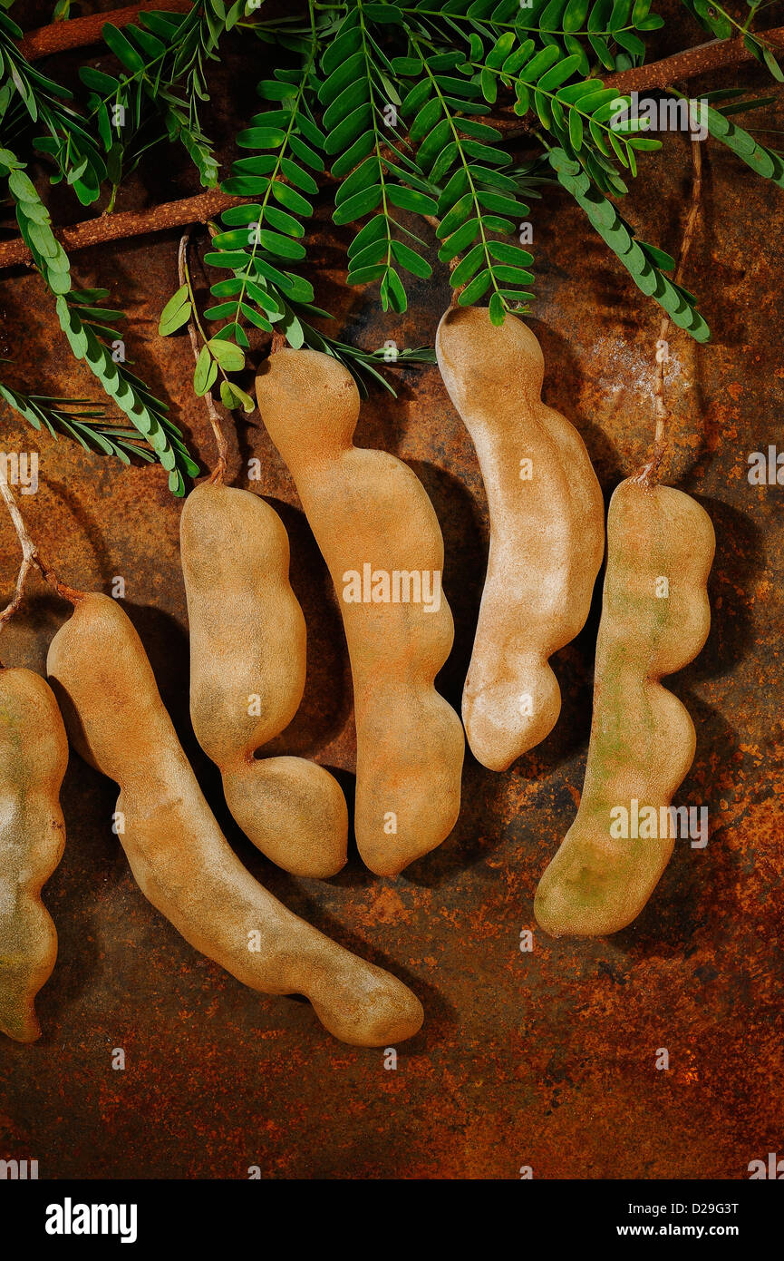 raw tamarind with leaf Stock Photo - Alamy