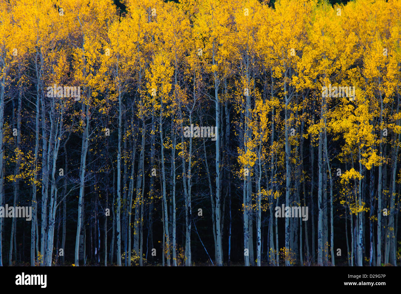 Aspen trees show off their brilliant gold color in Fall in rural ...