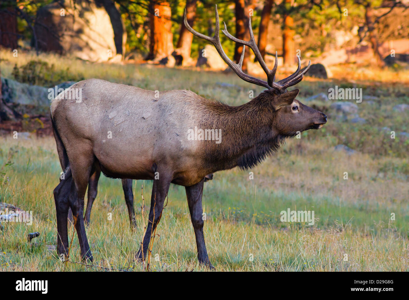 Moment during game autumn hi-res stock photography and images - Alamy