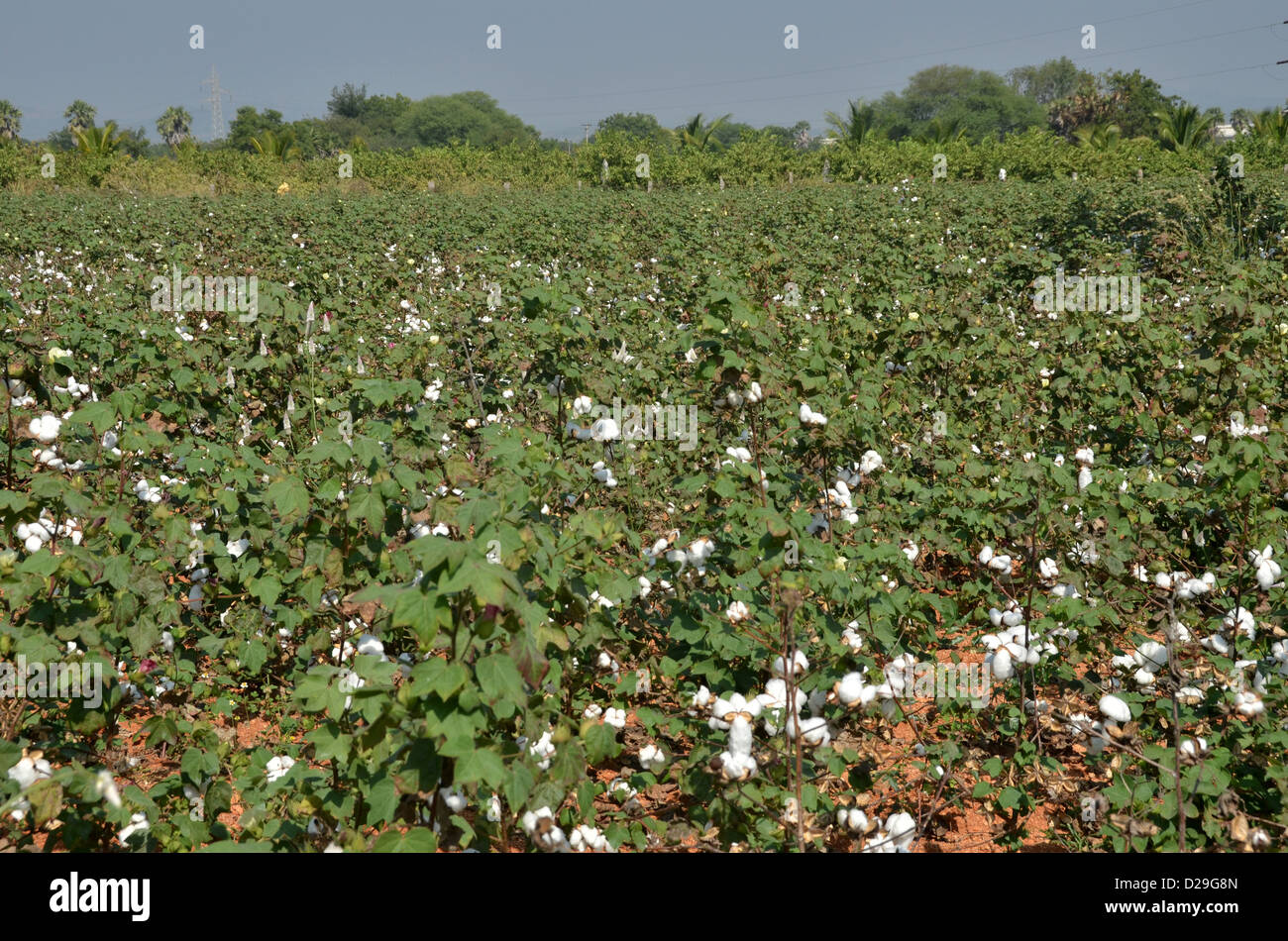 Cotton crop hi-res stock photography and images - Alamy