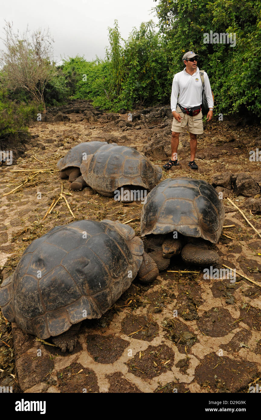 Ecuador galapagos islands foliage giant tortoises hi-res stock ...