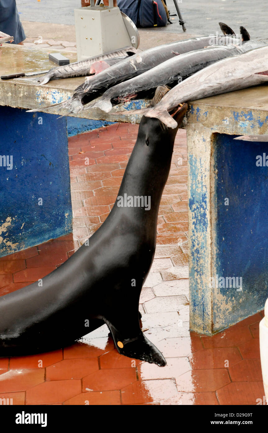 Ecuador, Galapagos Islands, Fish Market, Fresh Fish, Sea Lion Stock ...