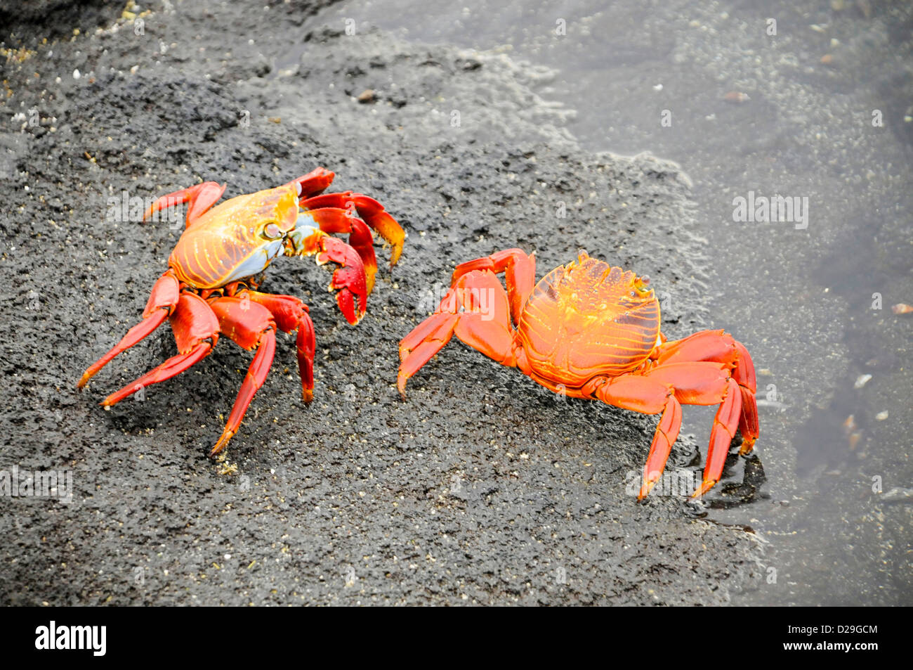 Ecuador, Galapagos Islands, Sally Lightfoot Crabs Stock Photo - Alamy
