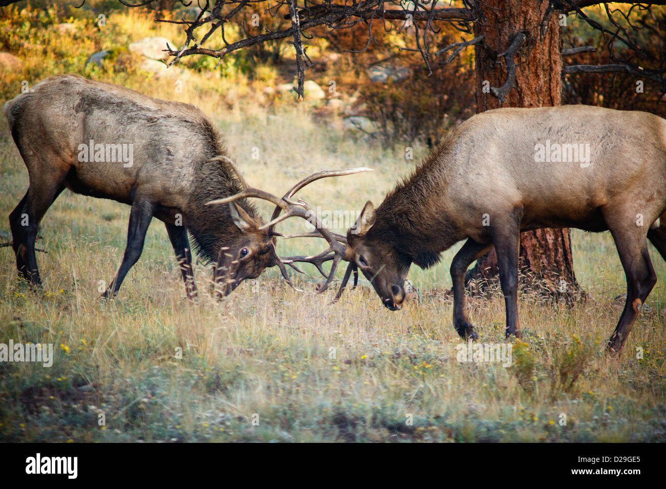 Bull elk lock horns hi-res stock photography and images - Alamy