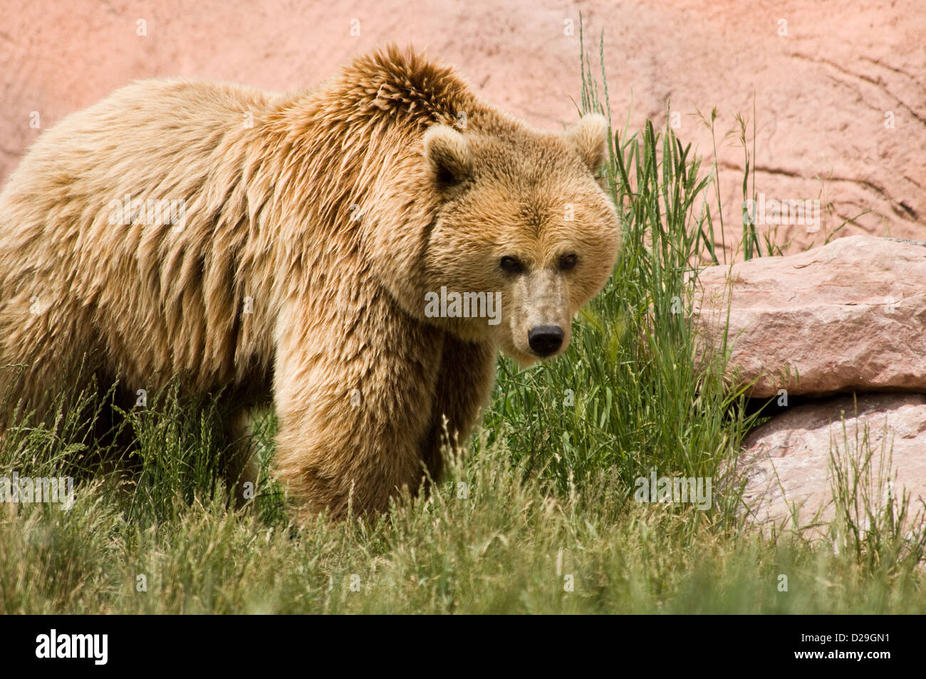Grizzly Bear Sow Stock Photo - Alamy