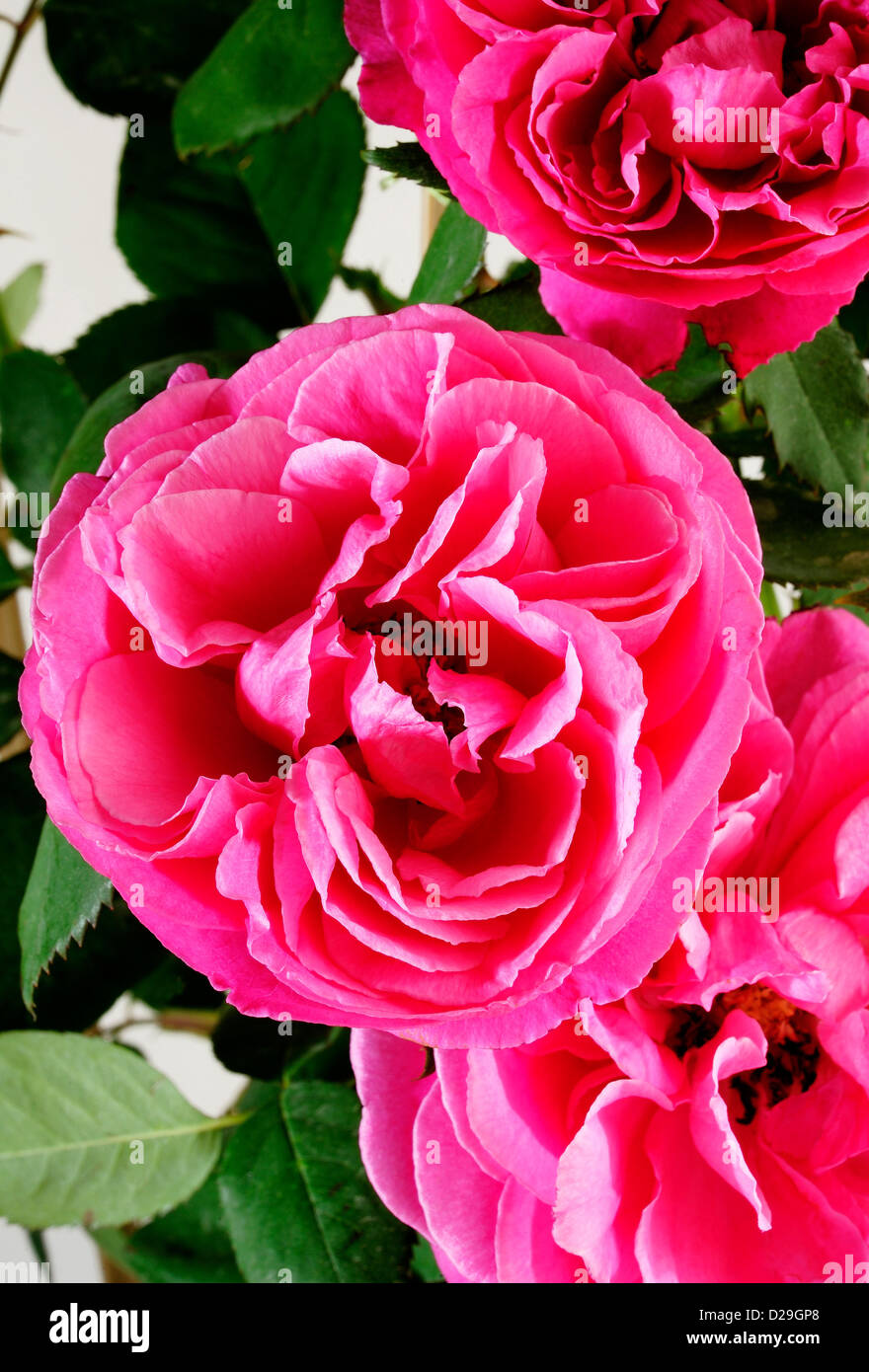 Beautiful pink rose in garden Stock Photo - Alamy