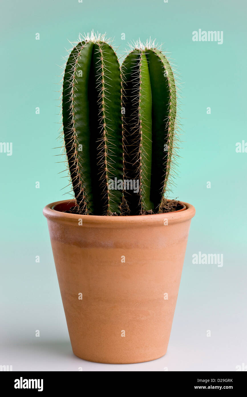 Cereus cactus in a flowerpot Stock Photo - Alamy