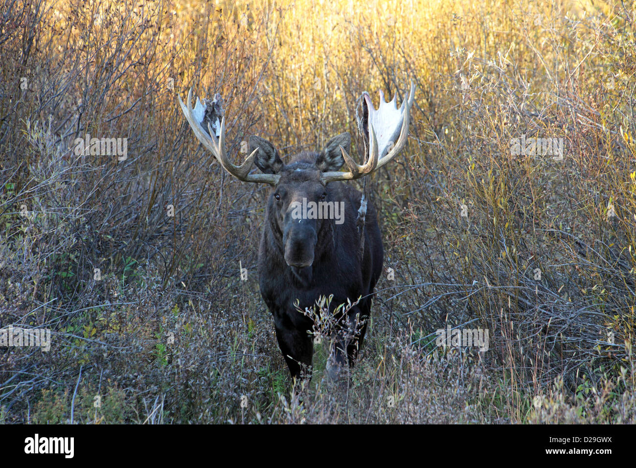 Bull moose animal hi-res stock photography and images - Alamy