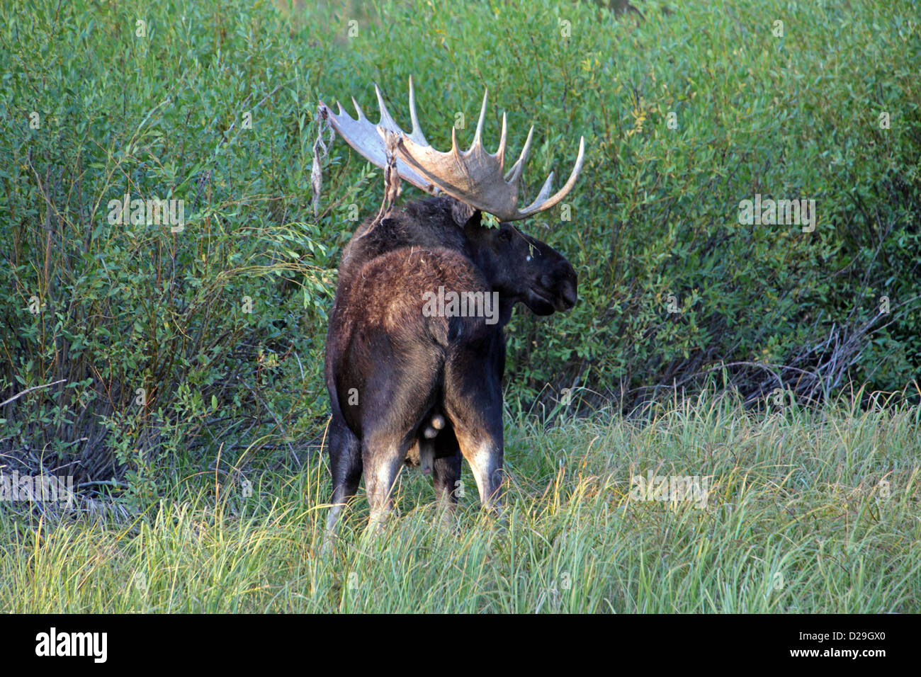 Moose Bull behind 3348 Stock Photo - Alamy