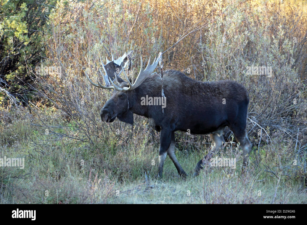 Moose walk hi-res stock photography and images - Alamy