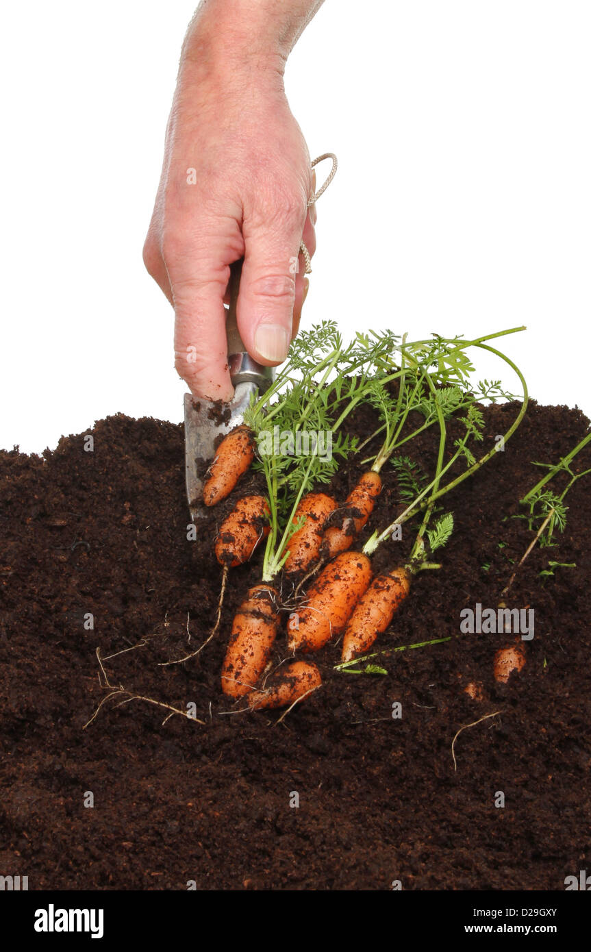 Hand digging carrots from earth against a white background Stock Photo ...