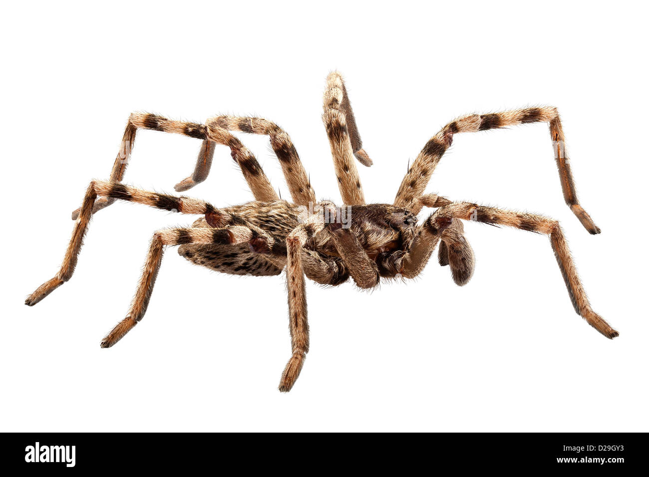 wolf spider lycosa sp in high definition Stock Photo - Alamy