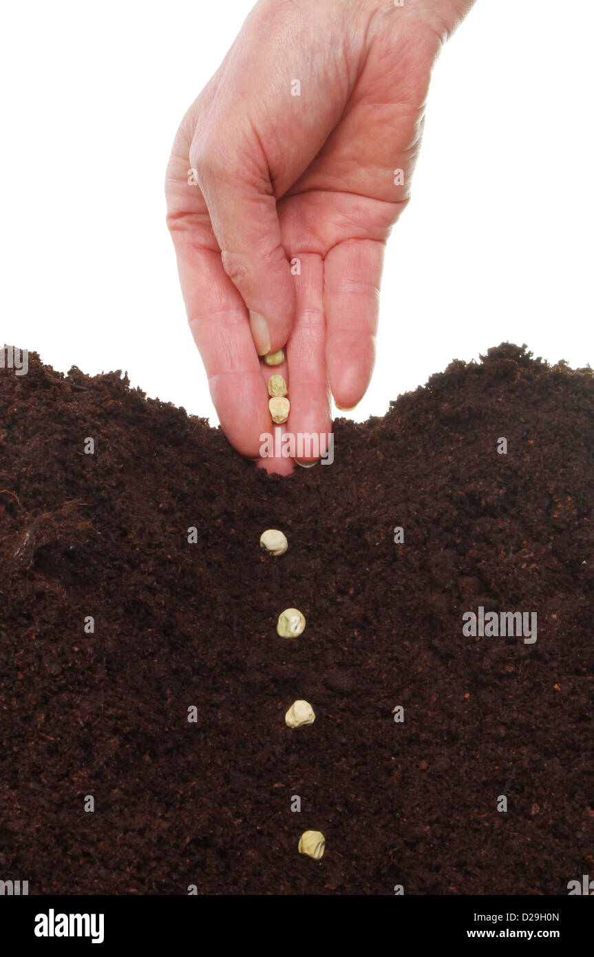 Seed soil hi-res stock photography and images - Alamy